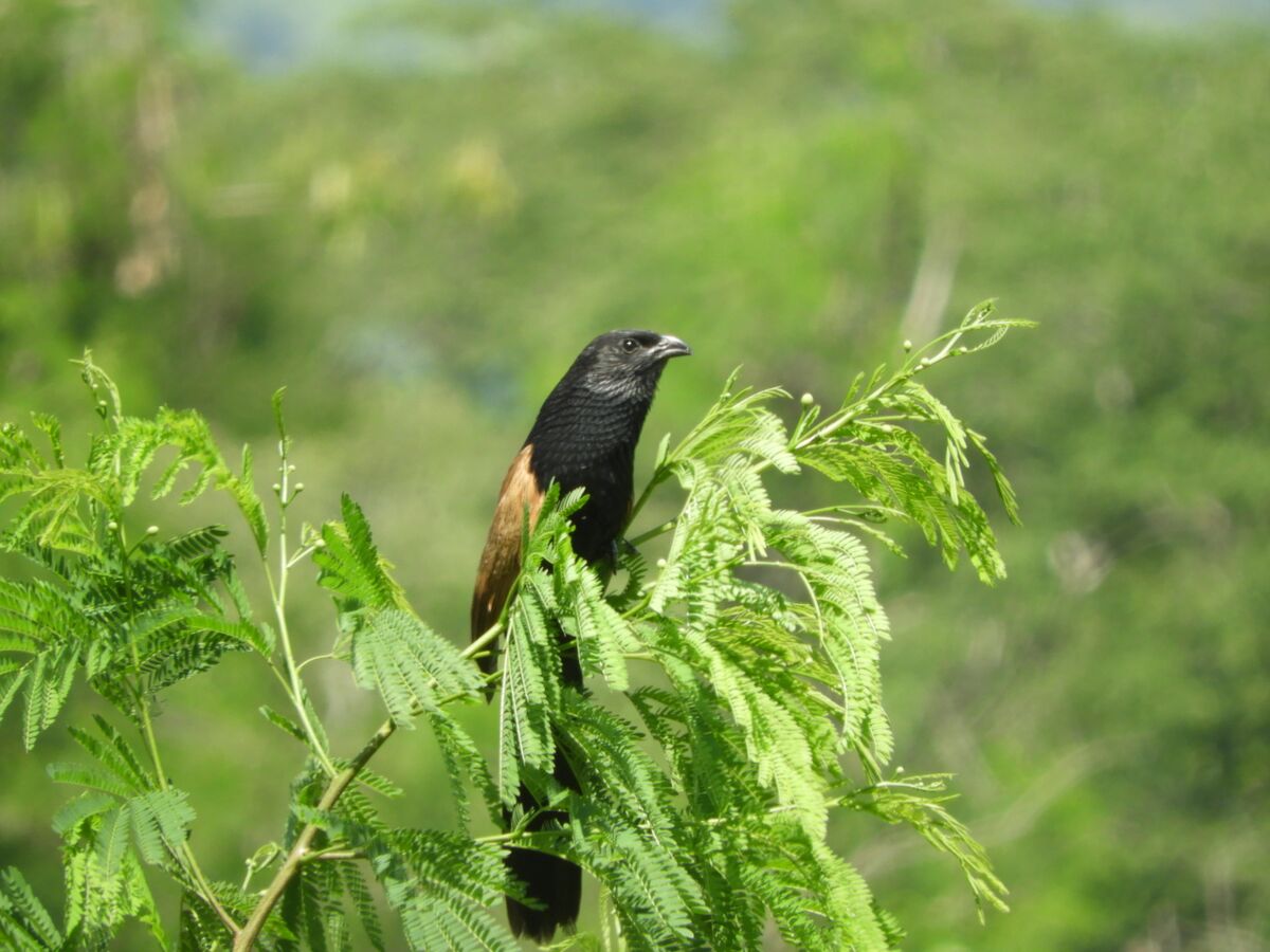 Burung Bubut Alang-alang - Akal Lokal