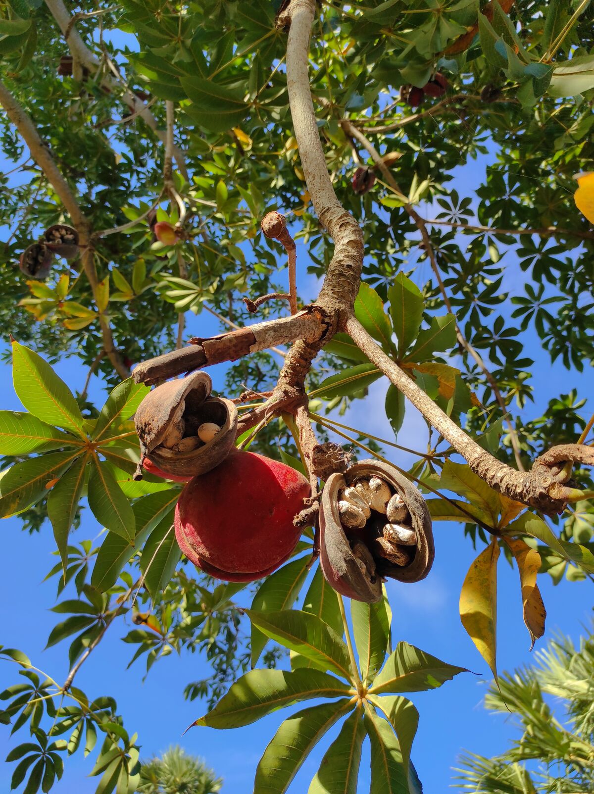 Buah Pohon Nitas - Akal Lokal